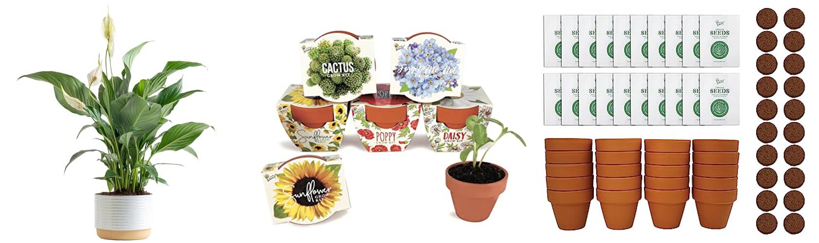 Top 5 Flowering Plants to Grow in Pots: A Beginner's Guide