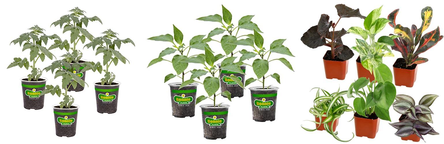 Top 5 Garden Plants: A Beginner's Planting Guide & Review