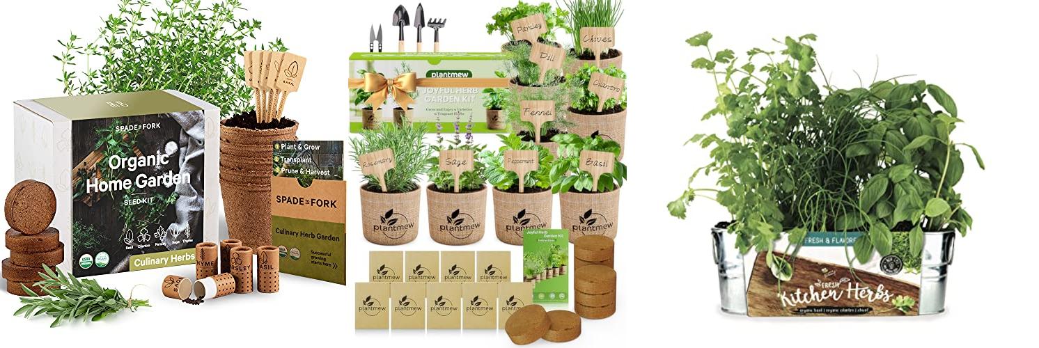 5 Best Herbs To Grow In Oregon: Your Complete Growing Guide