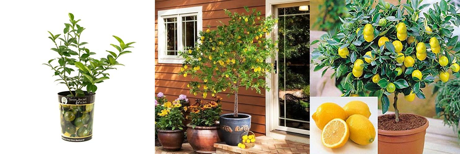 Top 5 Lemon Trees to Grow Indoors: A Beginner's Guide Review