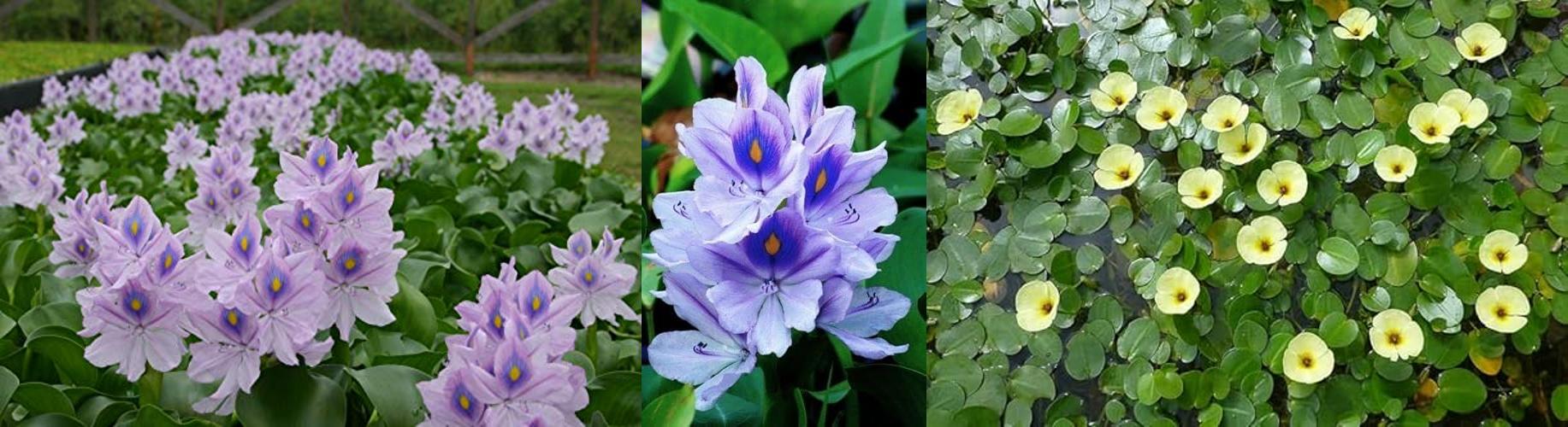Top 5 Aquatic Plants For Thriving Water Gardens: A Full Guide