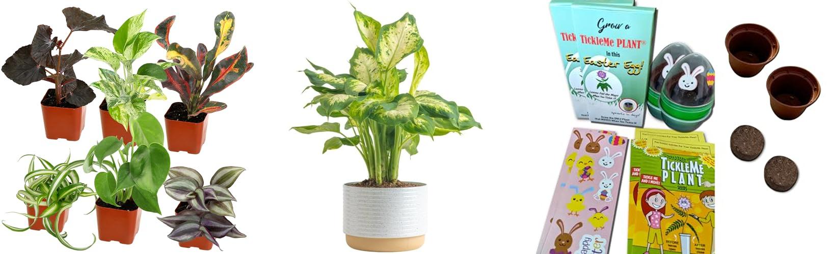 Top 5 Plants To Grow Inside: A Simple Guide for Beginners