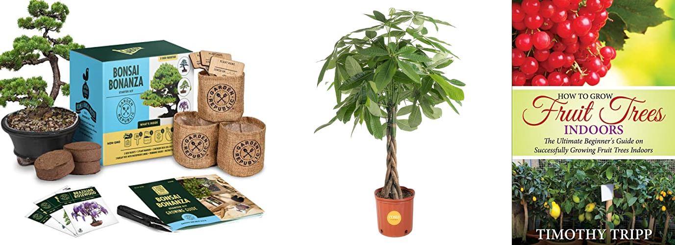 Top 5 Best Trees To Grow Indoors: A Home Garden Guide