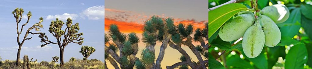 Top 5 Trees To Grow In Iowa: A Gardener's Planting Guide
